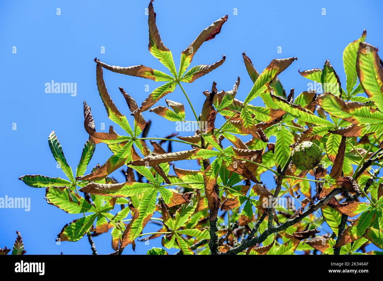 Feuille de plante malade Banque de photographies et d’images à haute ...