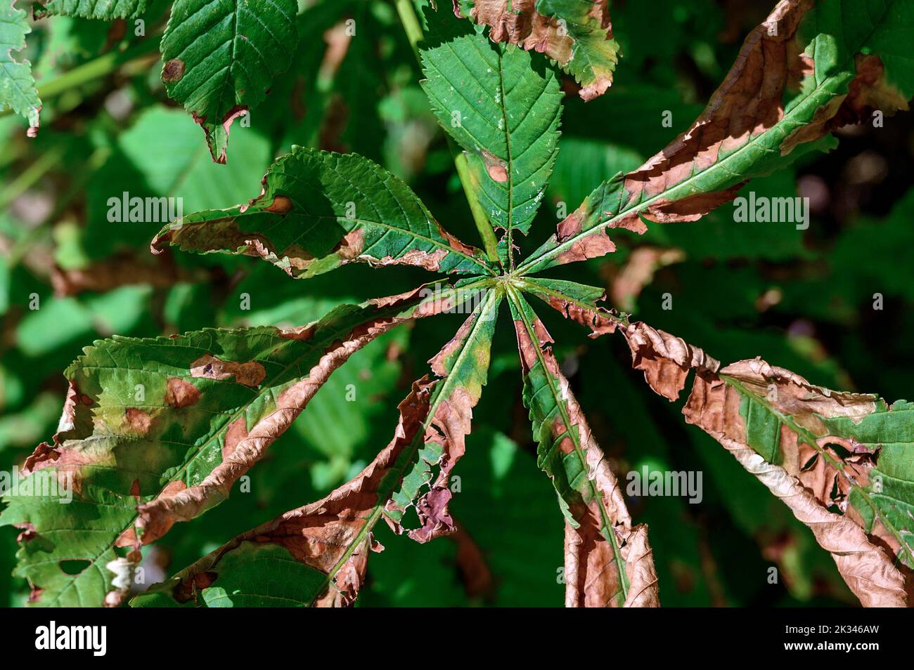 Feuille de plante malade Banque de photographies et d’images à haute ...
