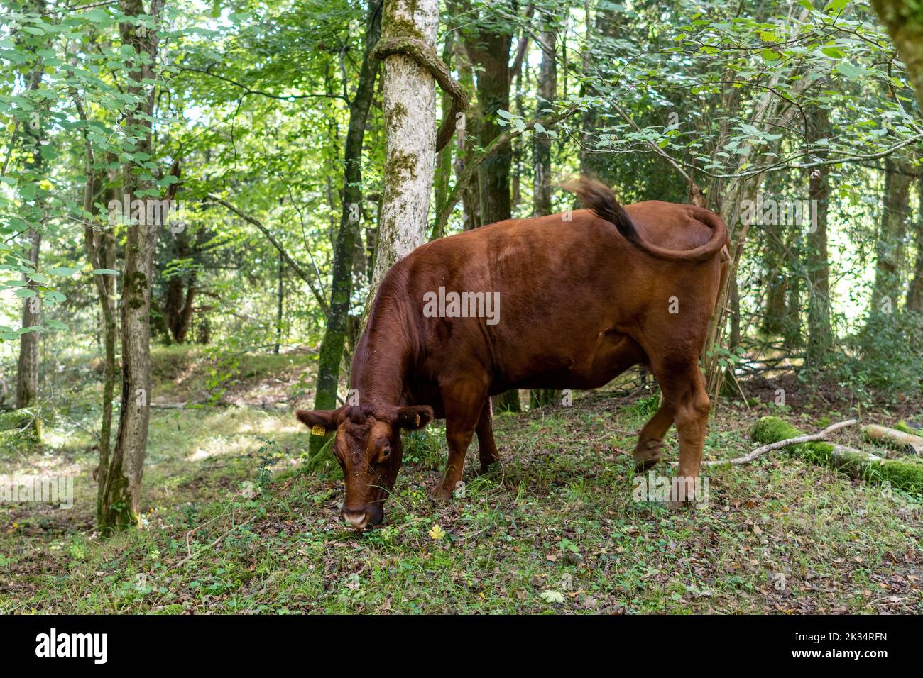 Boisé pâturé Banque de photographies et d’images à haute résolution - Alamy