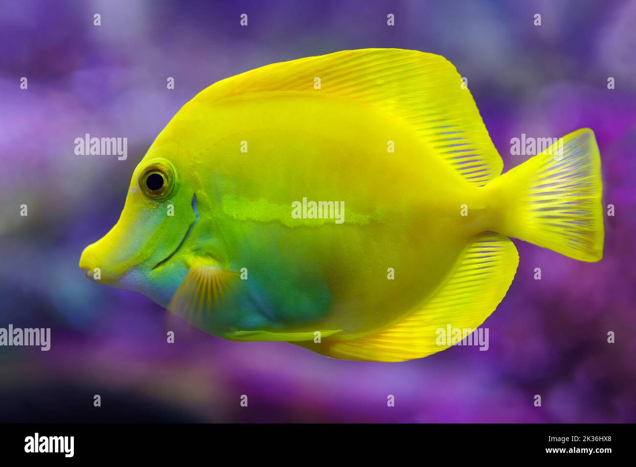 Poissons tropicaux colorés Banque de photographies et d’images à haute ...