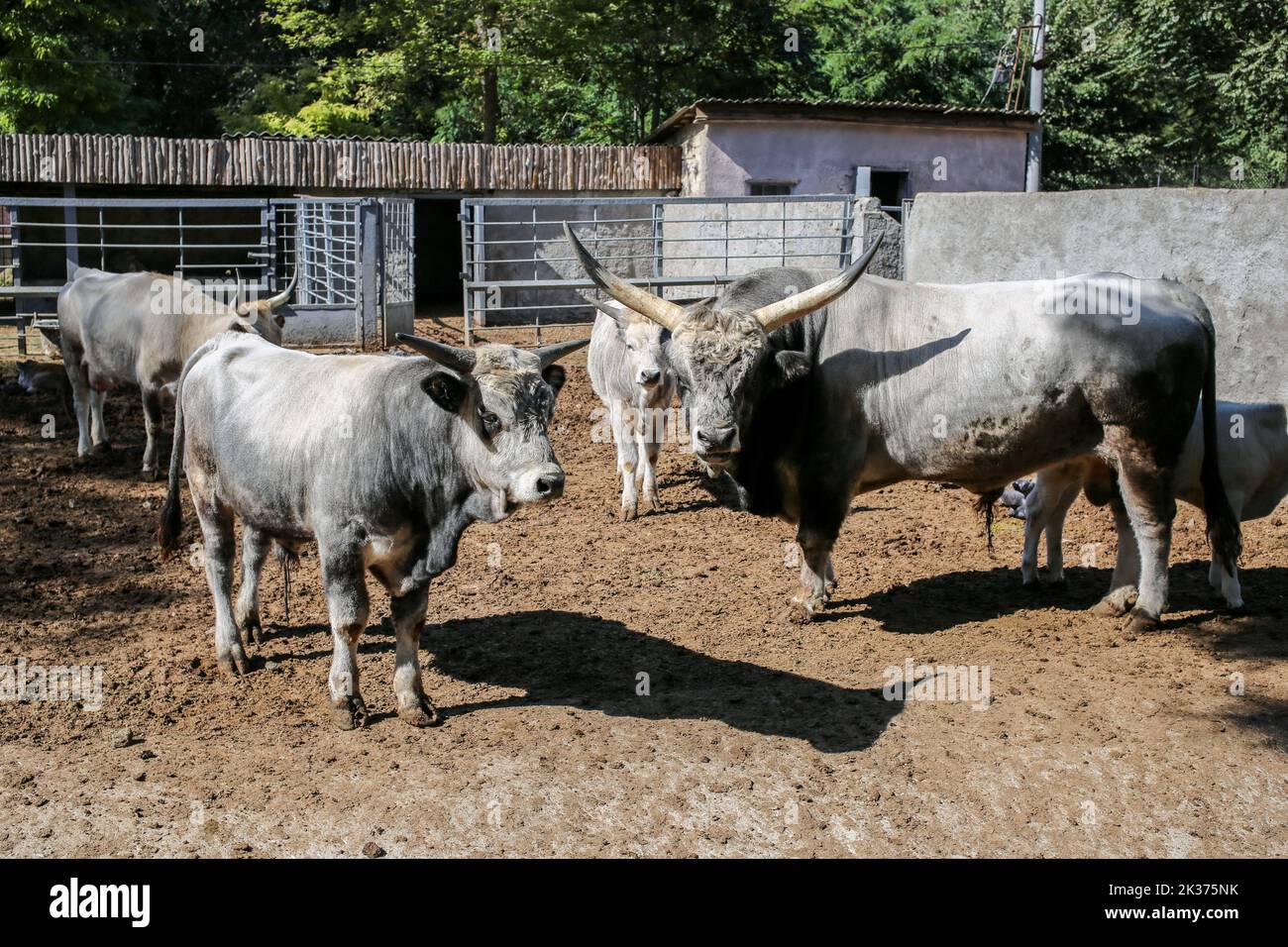 La race hongroise de la vache grise est vue dans un zoo. L'un des plus ...