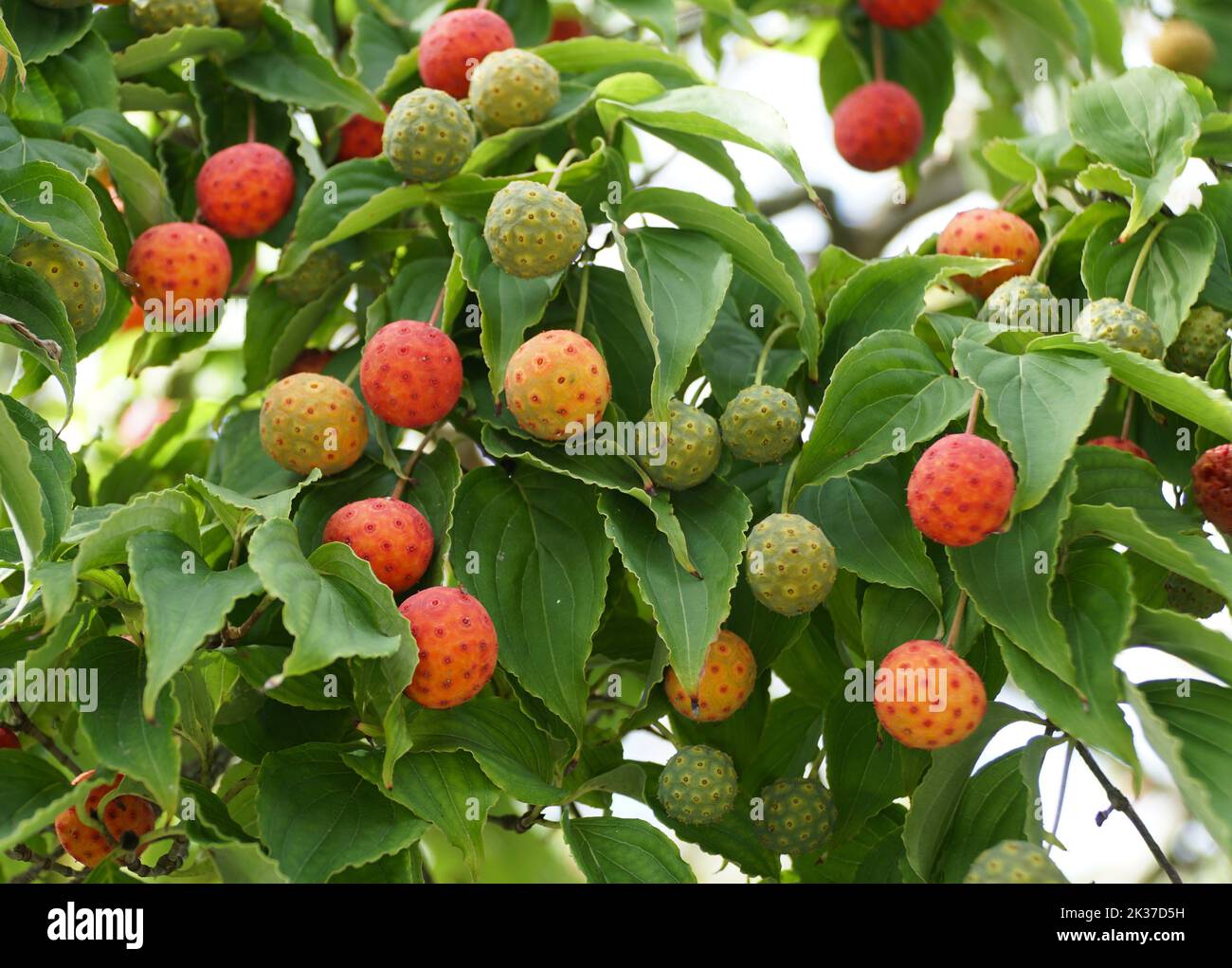 Cornus kousa fruit Banque de photographies et d’images à haute ...