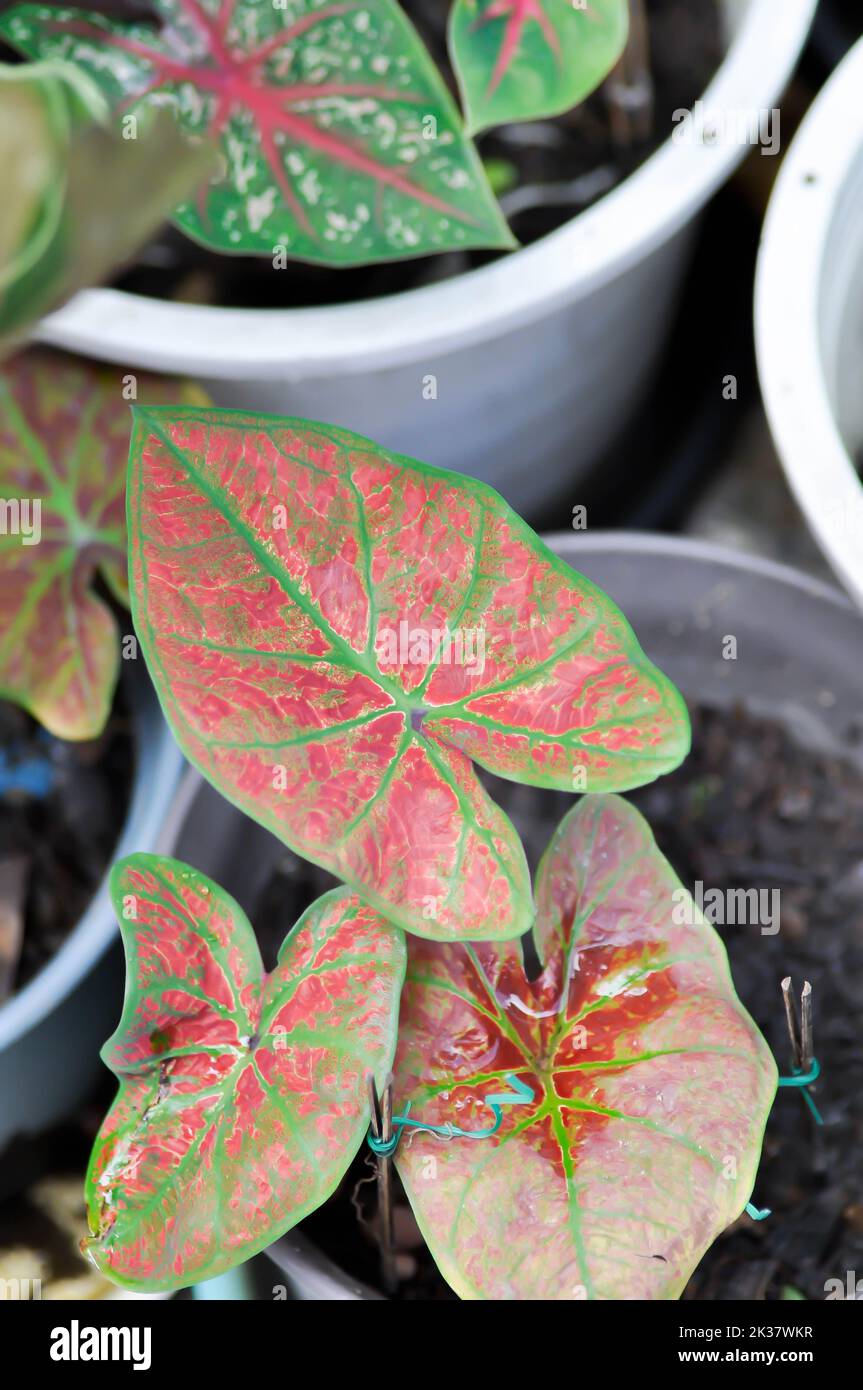 Caladium, Caladium Bicolor vent ou Caladium bicolor ou rose calladium ...