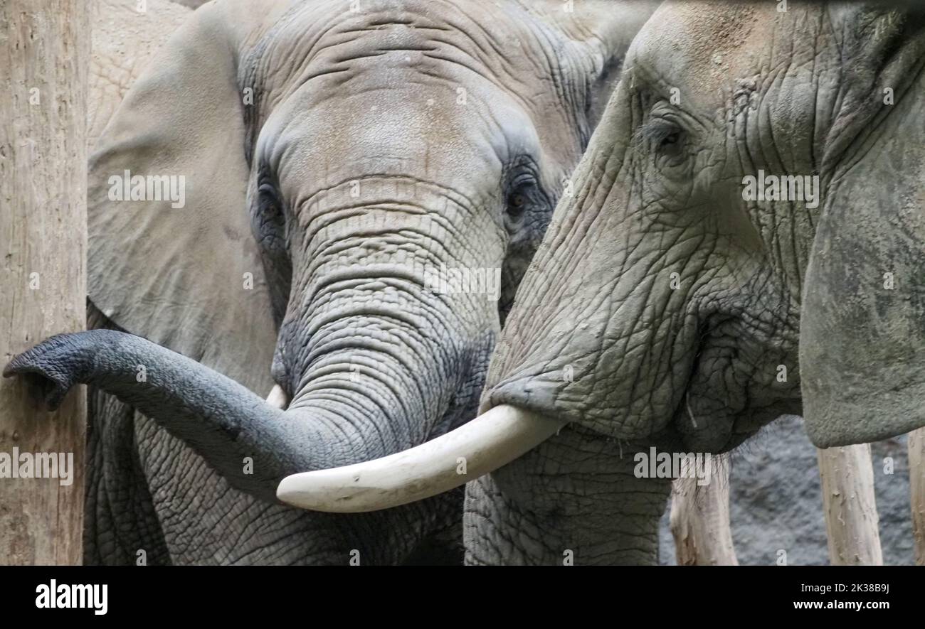 Zoo de vienne schonbrunn Banque de photographies et d’images à haute ...