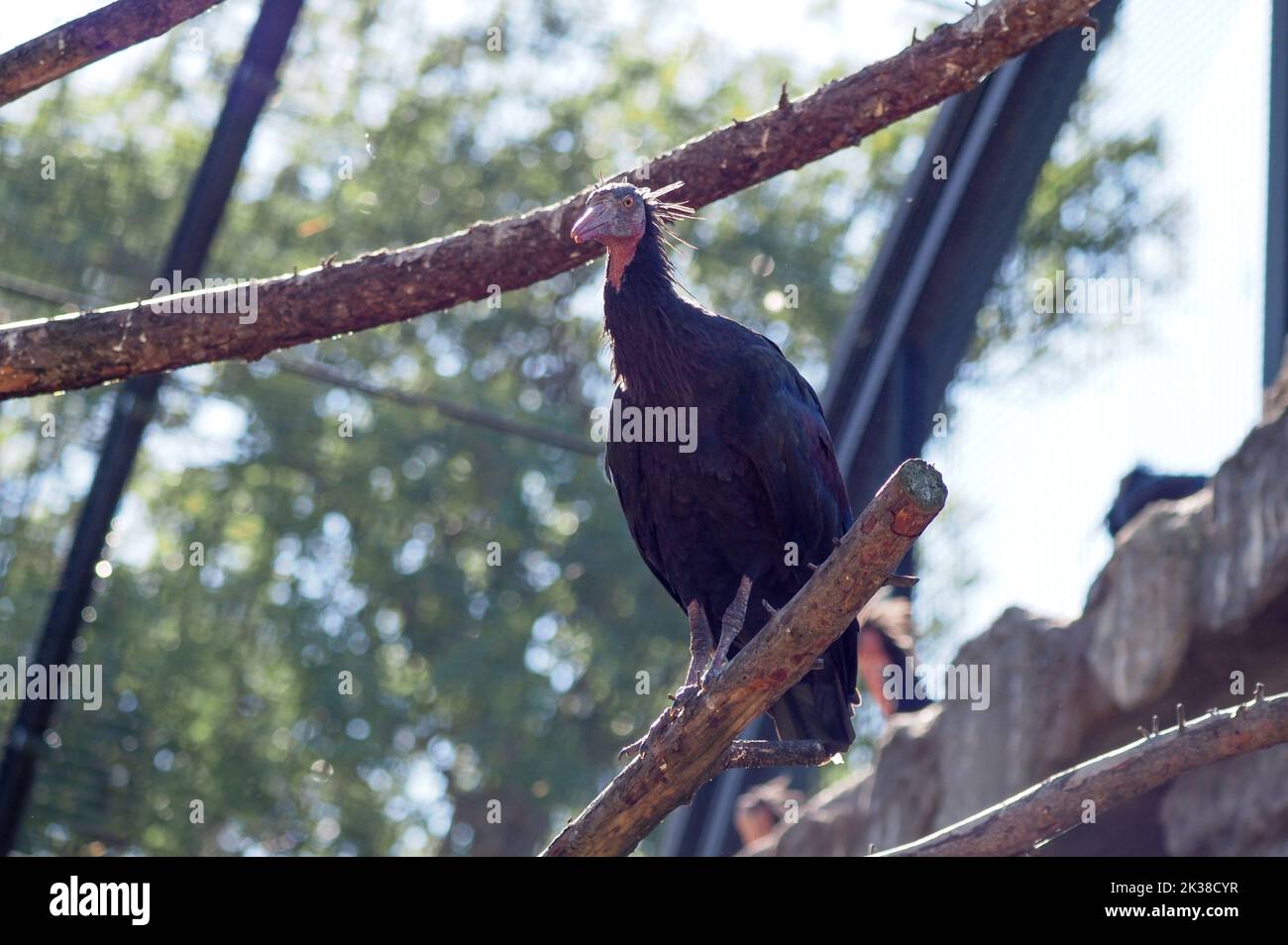 Forest ibis vu au zoo de Vienne Schönbrunn le zoo de Schönbrunn ...