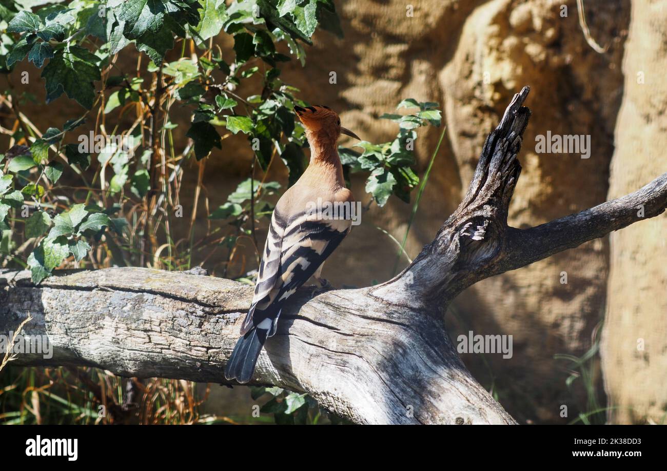 Vienne, Autriche. 29th août 2022. Hoopoe vu au zoo de Vienne Schönbrunn ...