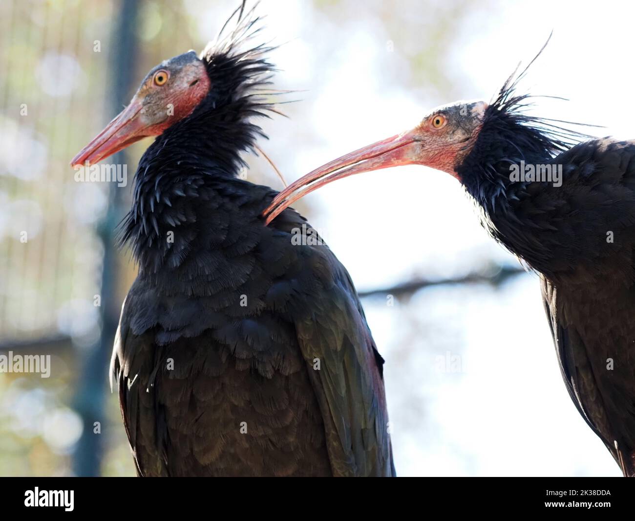 Vienne, Autriche. 29th août 2022. Forest ibis vu au zoo de Vienne ...
