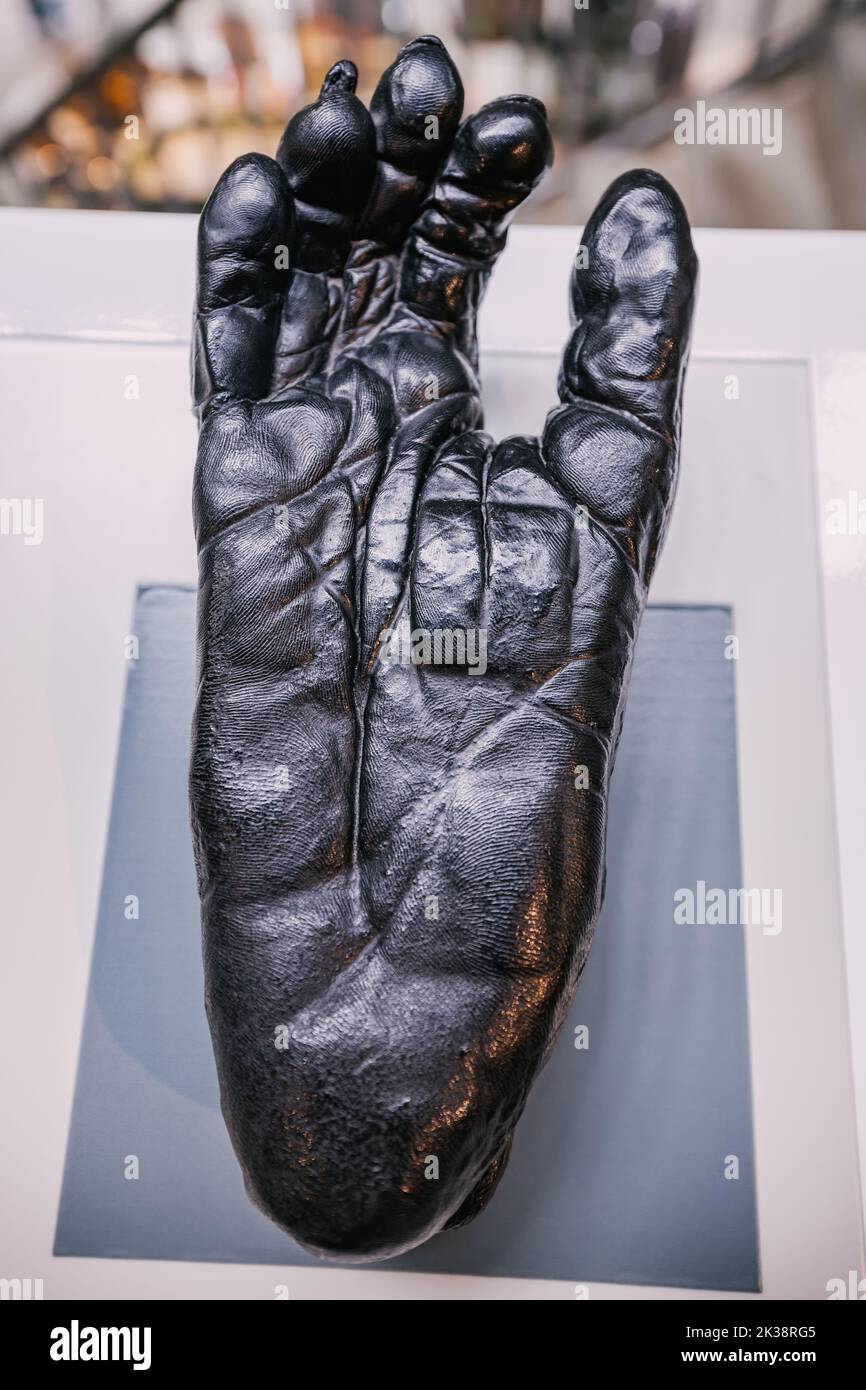 Une fonte du pied d'un chimpanzé bonobo avec les doigts et les motifs ...