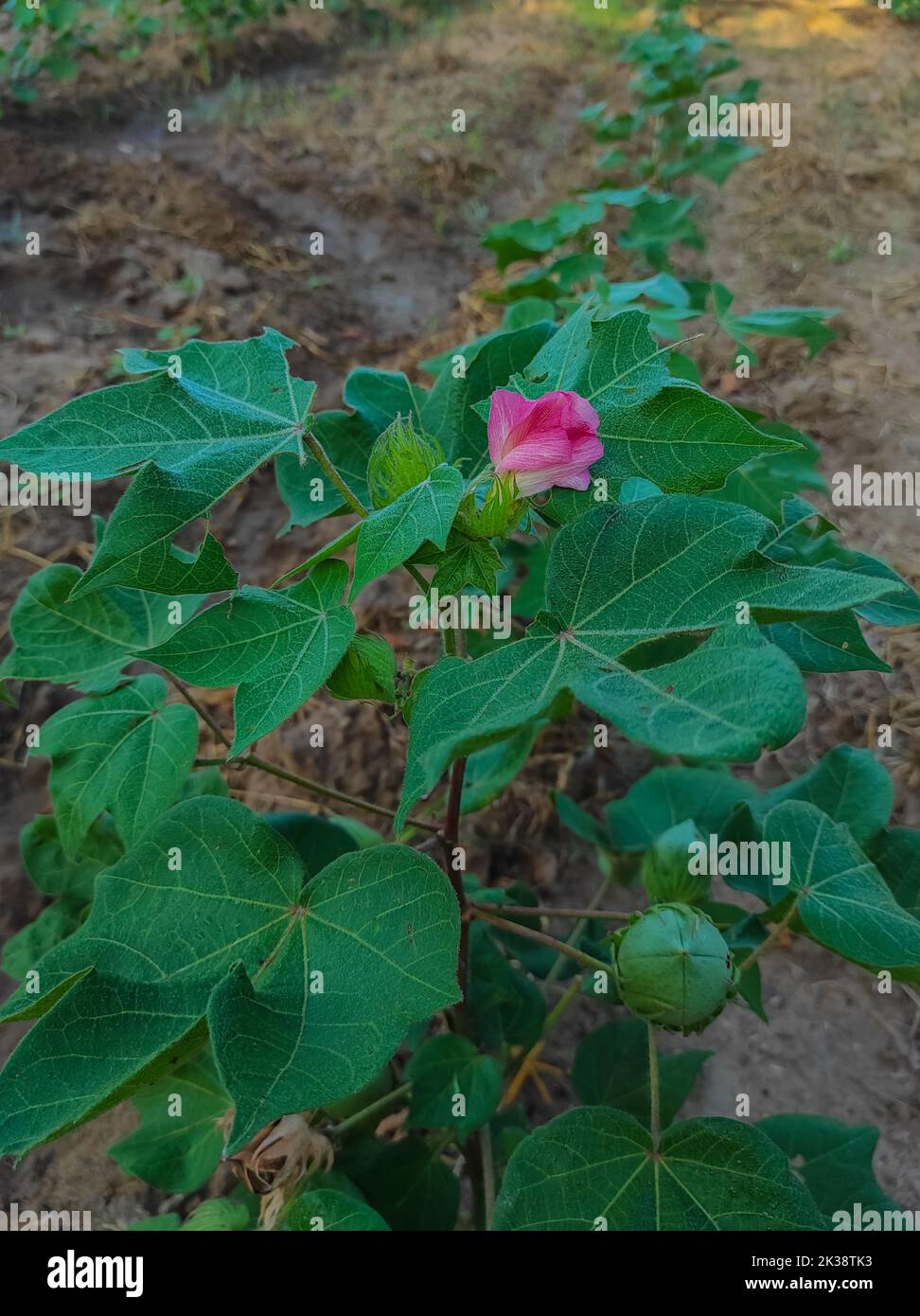 Plante de fleurs de coton bt Banque de photographies et d’images à ...