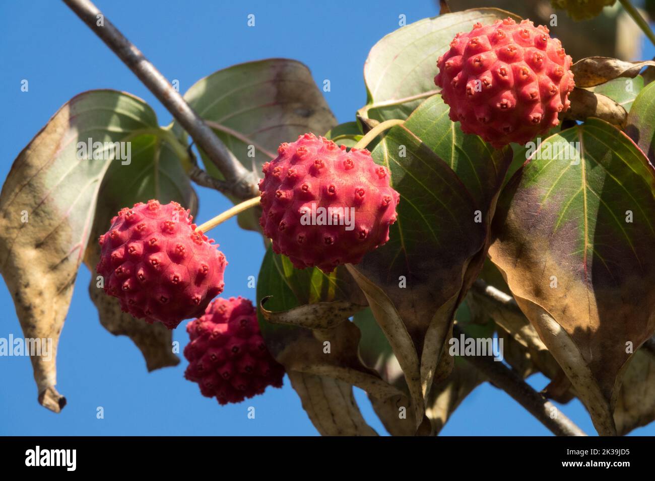 Cornus chinensis Banque de photographies et d’images à haute résolution ...