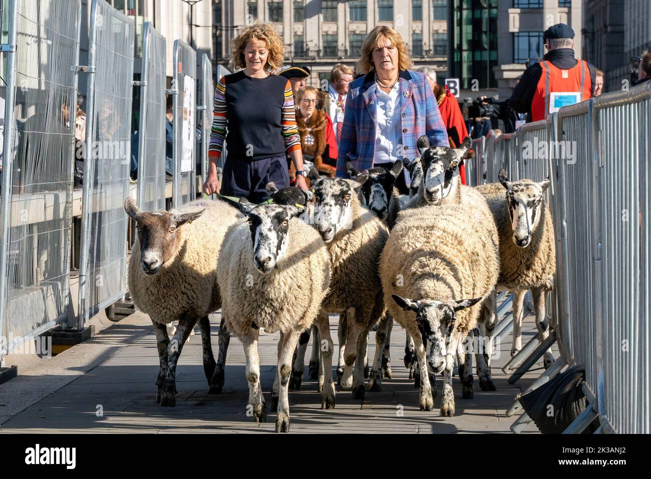 Kate humble promenade de moutons Banque de photographies et d’images à ...