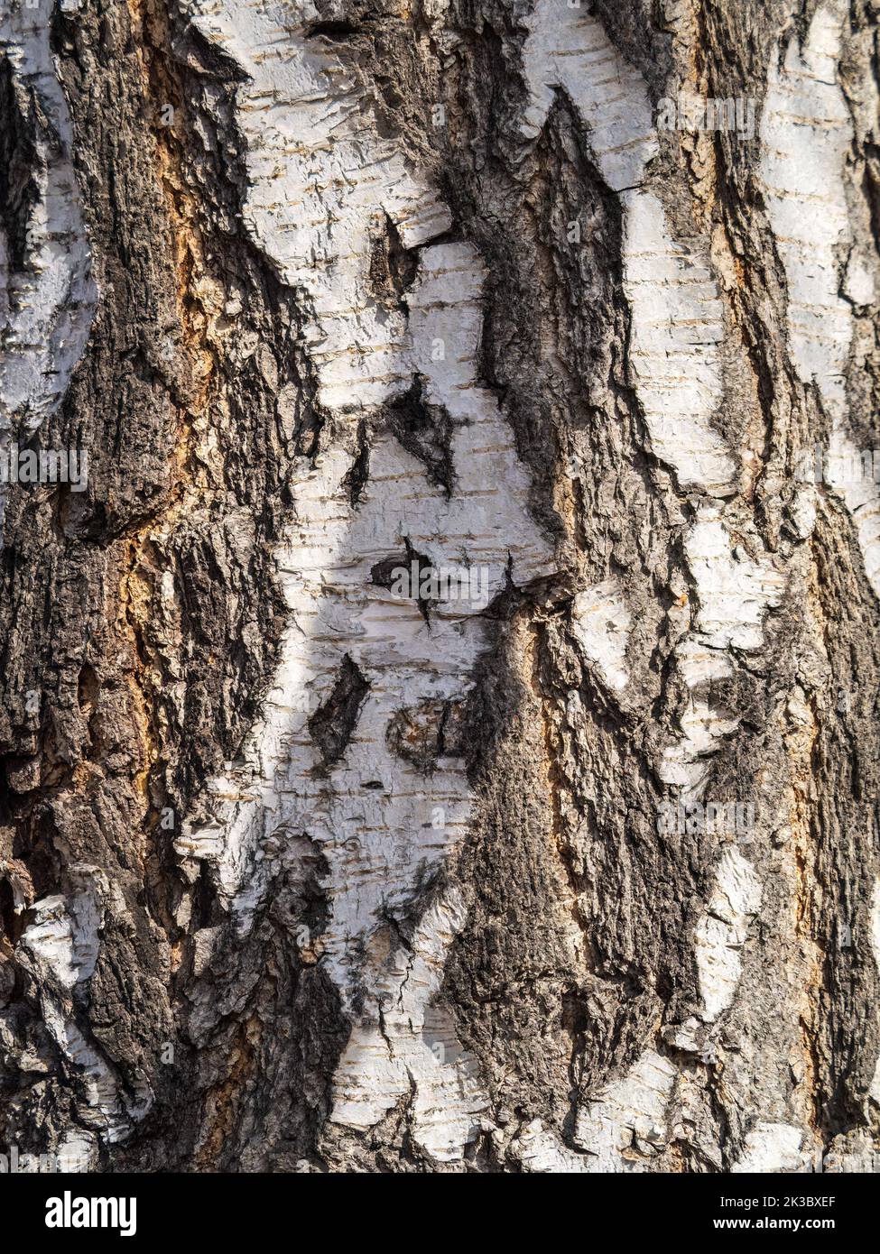 Texture écorce de bouleau. La texture de l'écorce de bouleau. Arrière ...