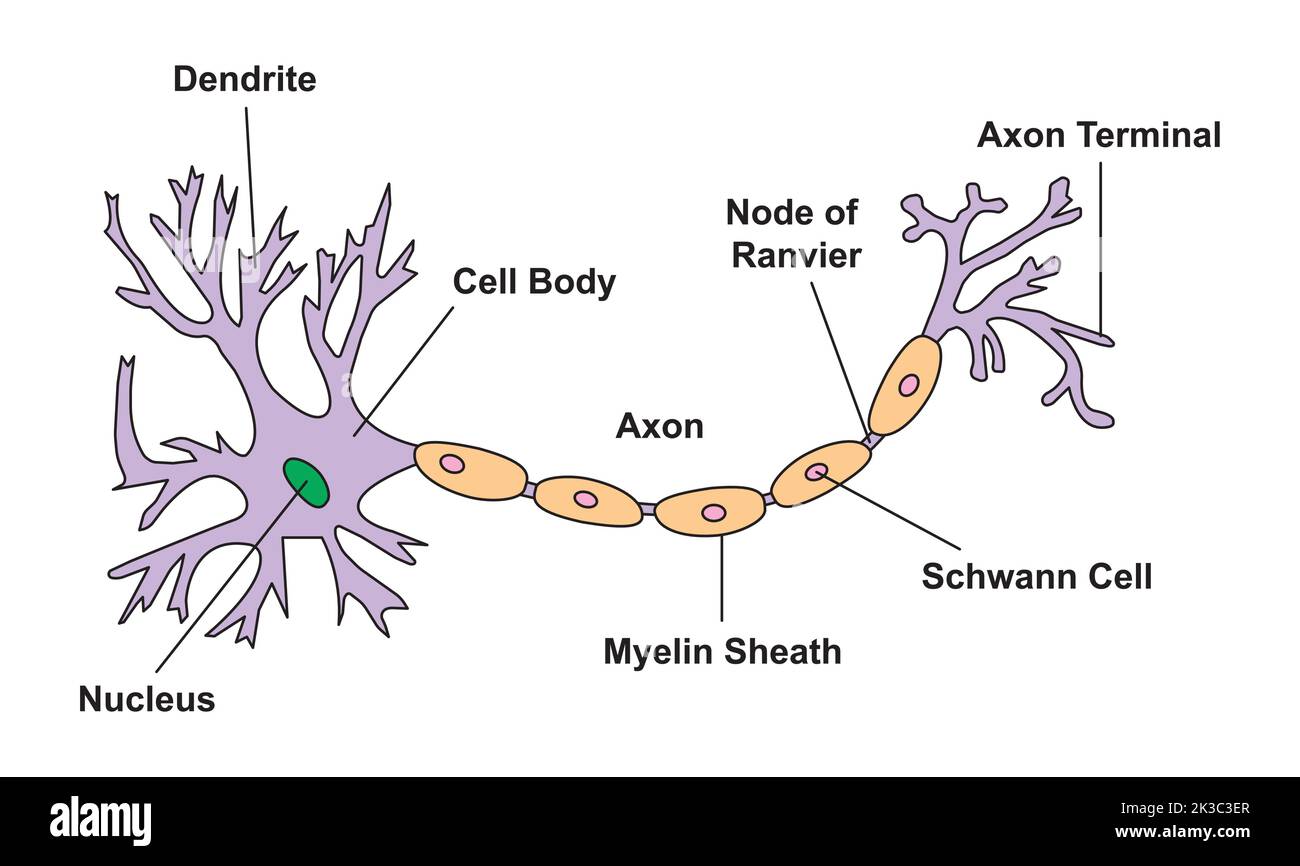 Conception scientifique de la structure de Neurone. Symboles colorés ...
