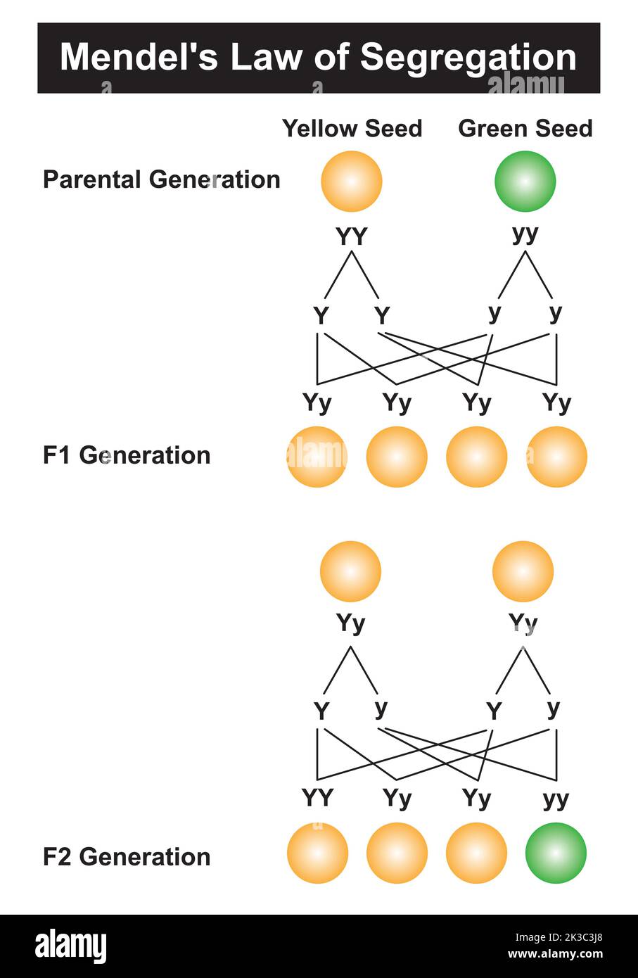 Mendel peas Banque d'images vectorielles - Alamy