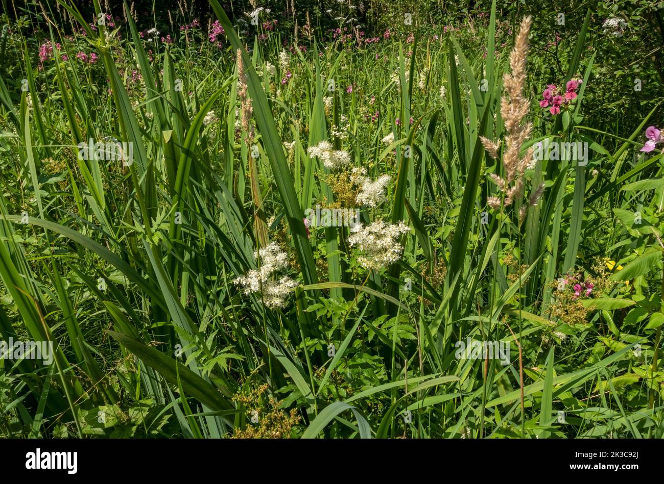 Fleurs sauvages des zones humides humides Banque de photographies et d ...
