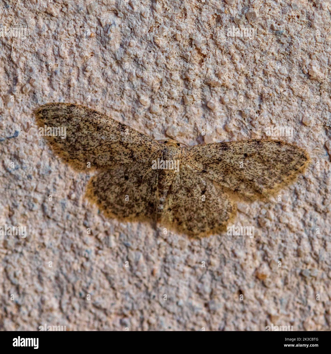 Idaea seriata Banque de photographies et d’images à haute résolution ...