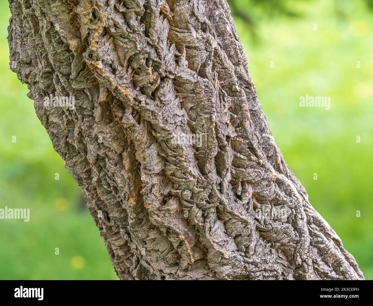 L'écorce de velours d'Amur, ou le liège d'Amur, lat. Phellodendron ...