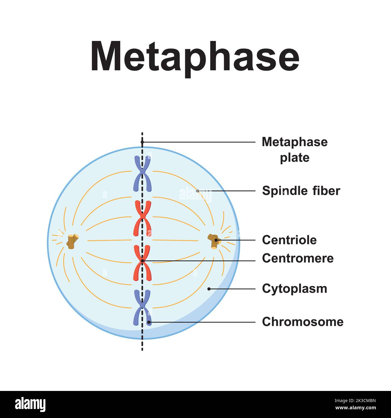 Conception scientifique de métaphase. Le deuxième stade de la mitose. Symboles colorés ...