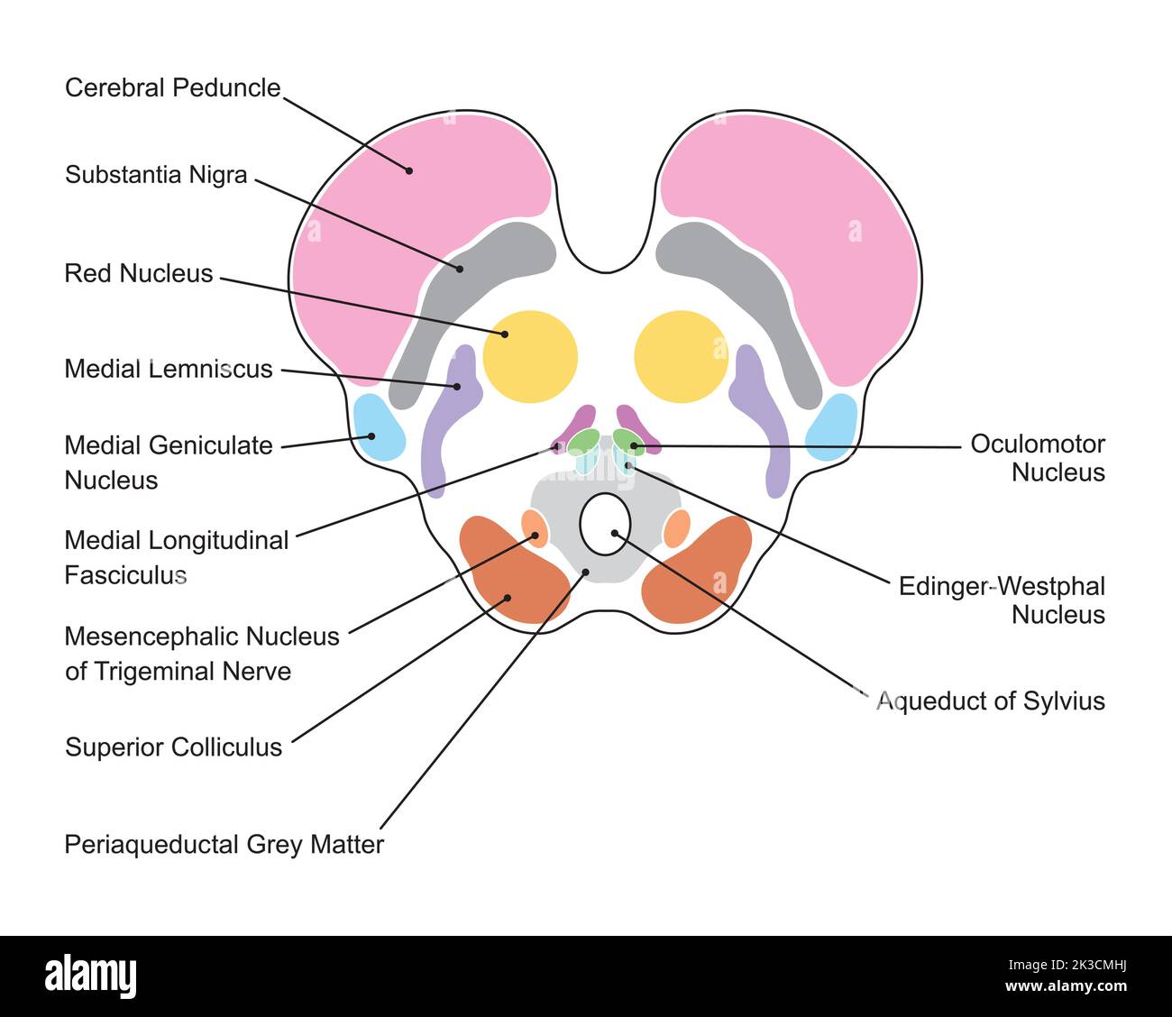 Conception scientifique de l'anatomie du cerveau médian. Section axiale ...