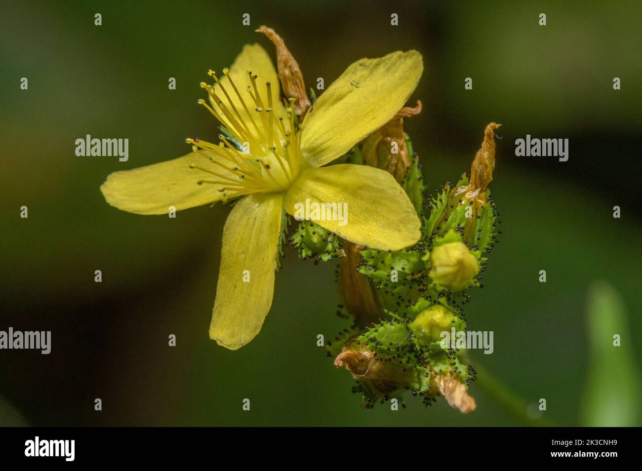 Pale st johns wort hypericum montanum Banque de photographies et d ...