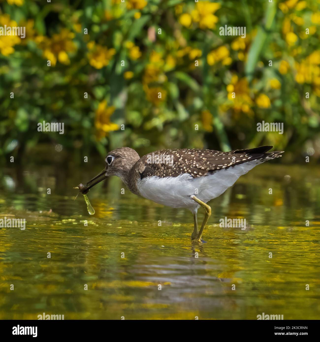 Le Sandpiper solitaire est un oiseau de taille moyenne qui traverse la ...
