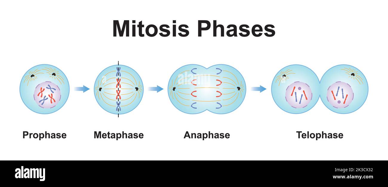 Conception scientifique des phases de mitose (Division cellulaire). Symboles colorés ...