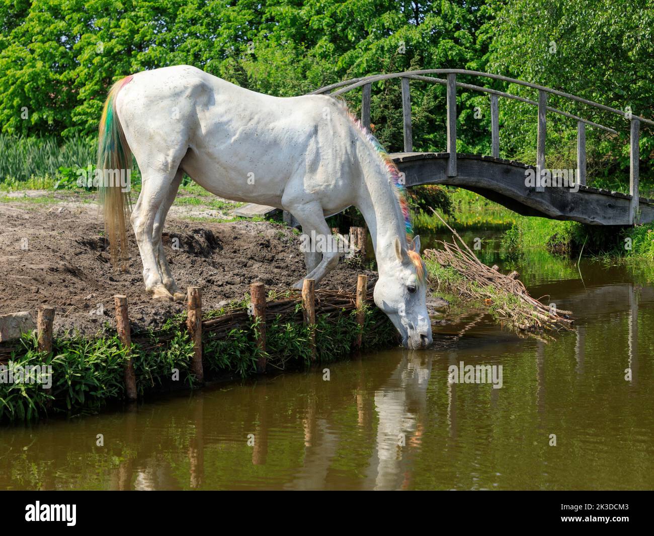 Cheval arabe, beau cheval arabe, race, cheval arabe noir, races de ...