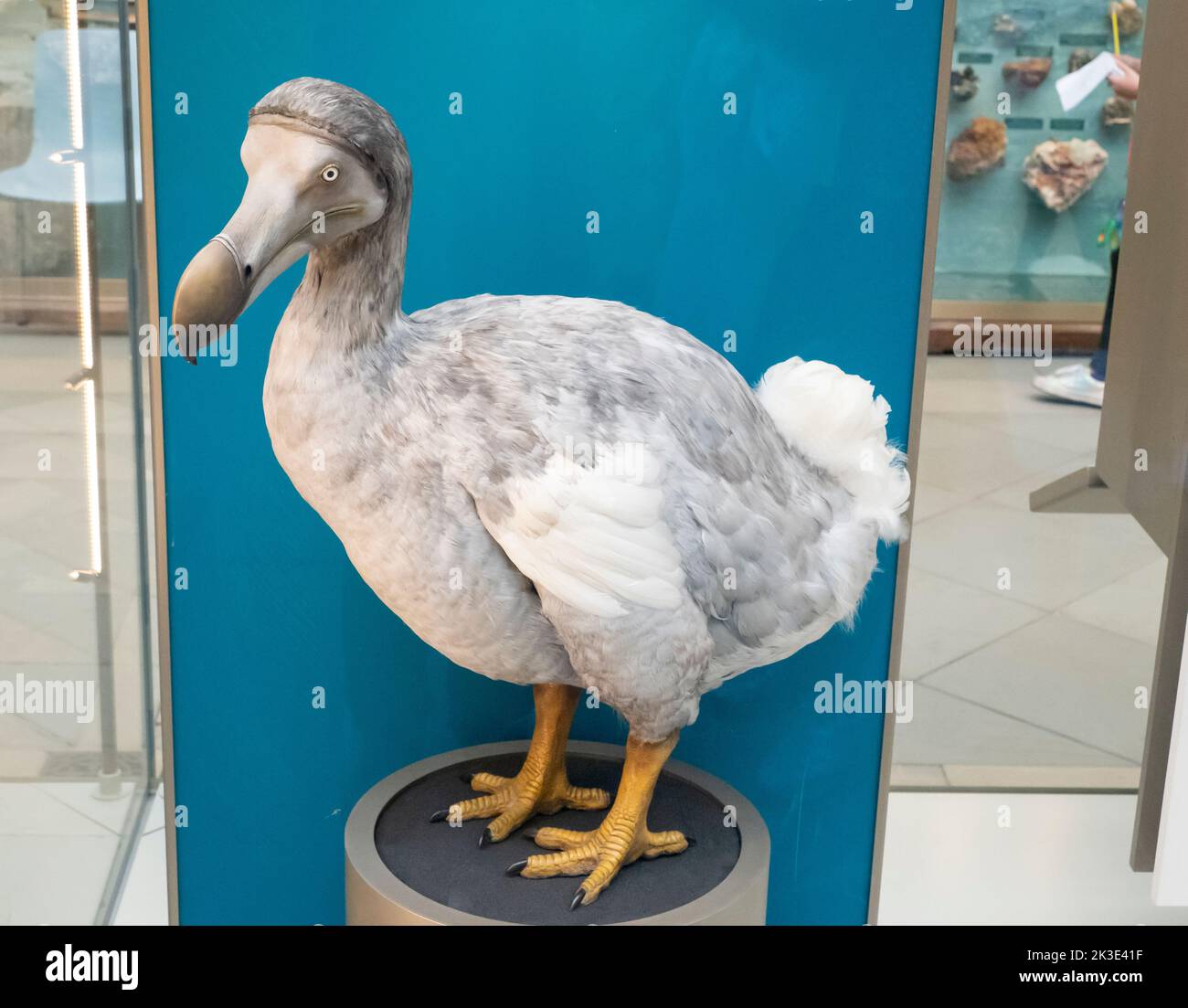 Dodo bird museum Banque de photographies et d’images à haute résolution ...