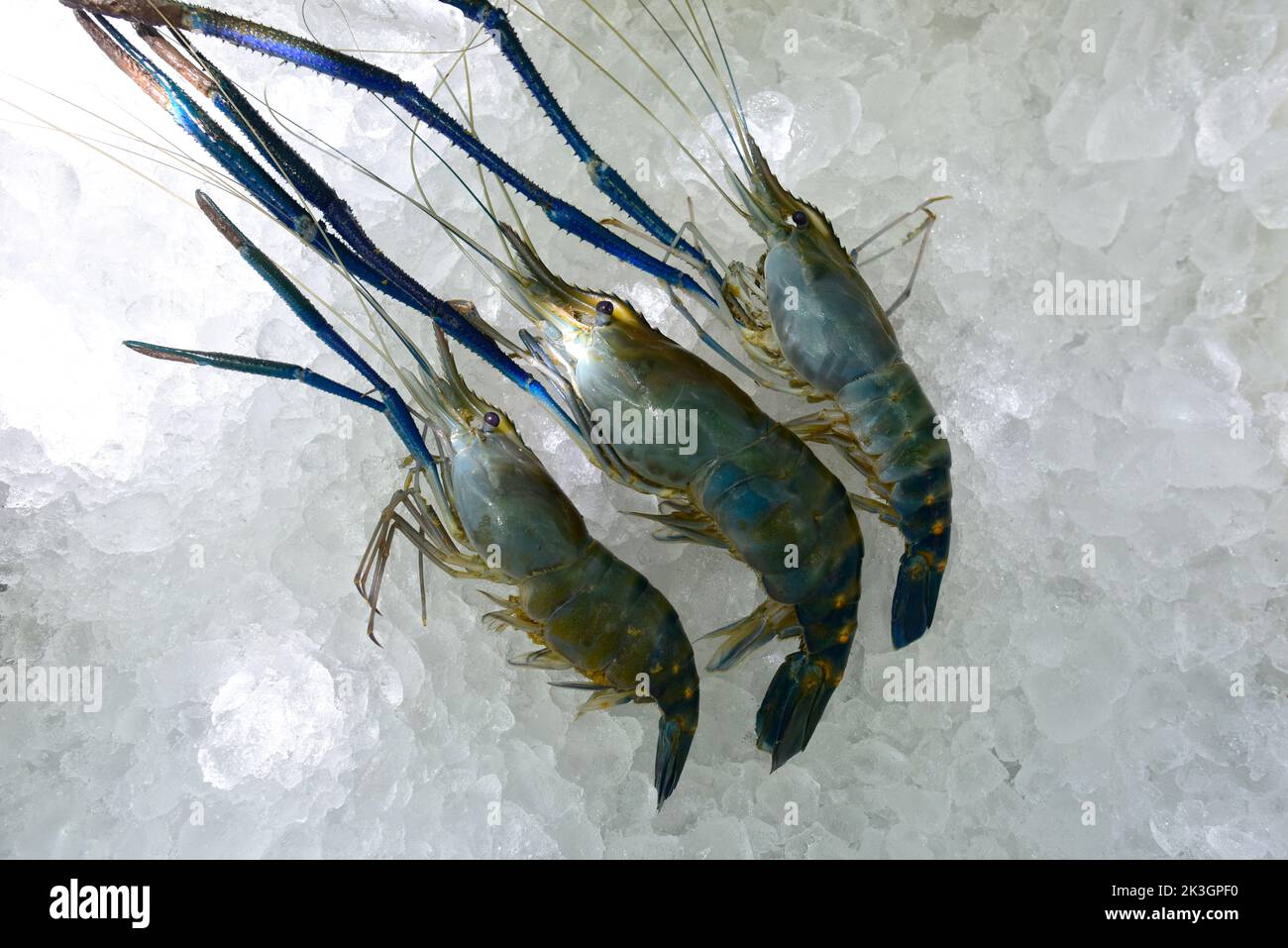 Crevettes géantes d'eau douce - grosses crevettes grandes crevettes ...