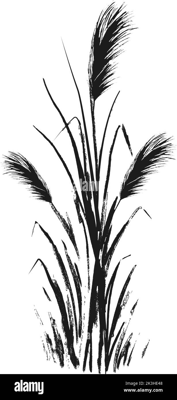 Dessin vectoriel isolé.image d'un roseau ou d'un bulse monochrome sur ...