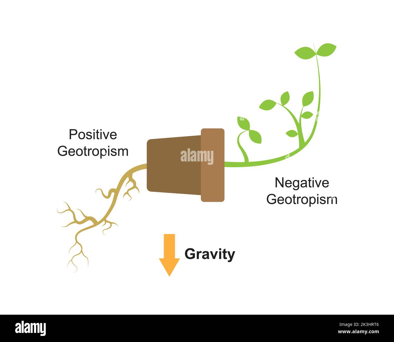 Conception scientifique du processus de géotropisme (gravitropisme). La ...