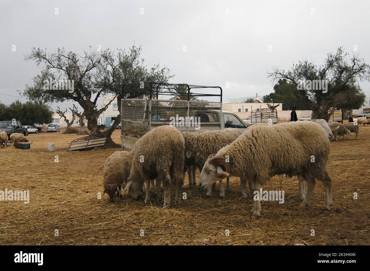Market midoun djerba tunisia Banque de photographies et d’images à ...