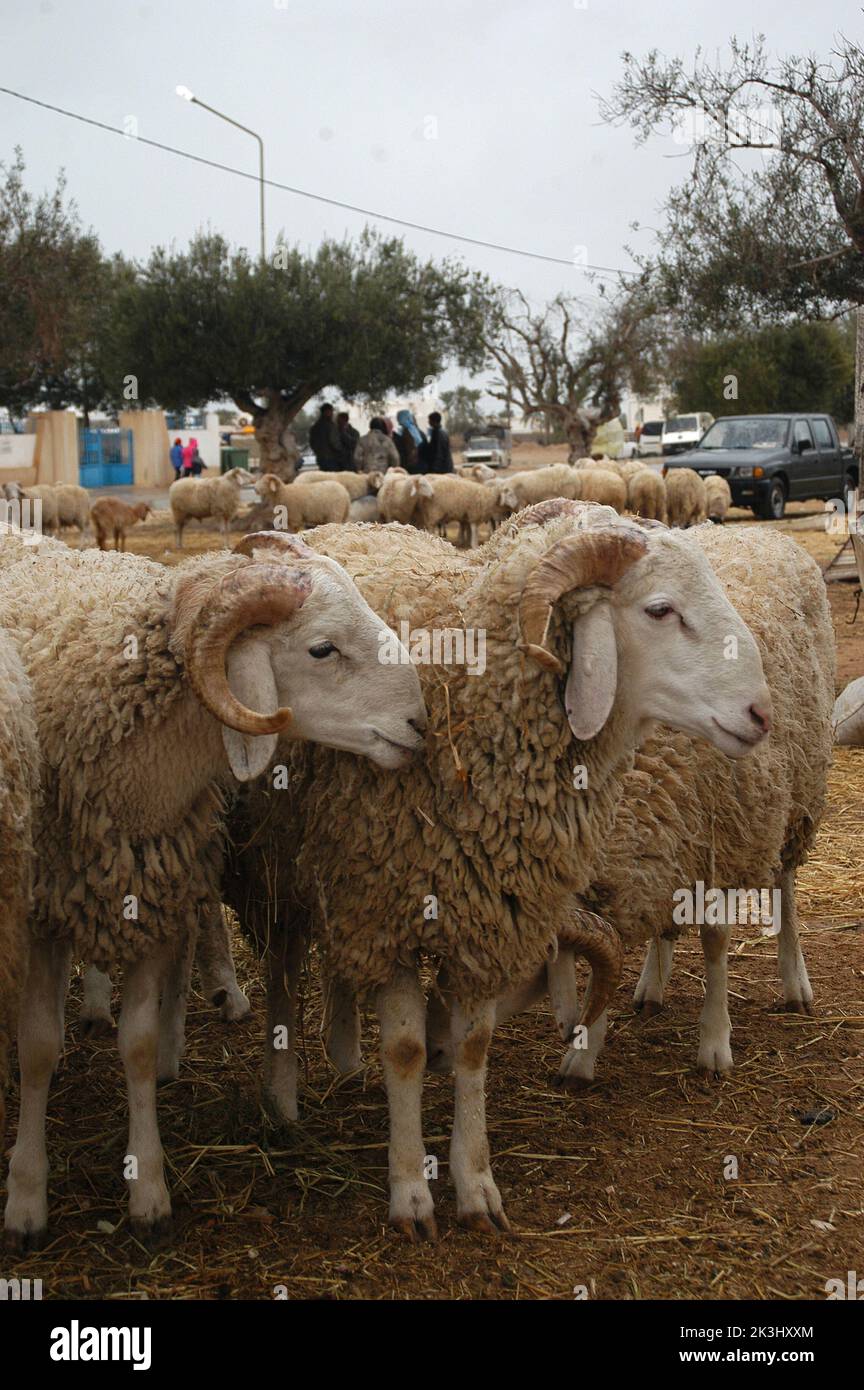 Market midoun djerba tunisia Banque de photographies et d’images à ...