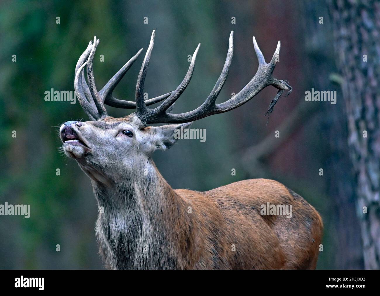 27 septembre 2022, Brandebourg, Groß Schönebeck : un cerf rouge prêt à ...