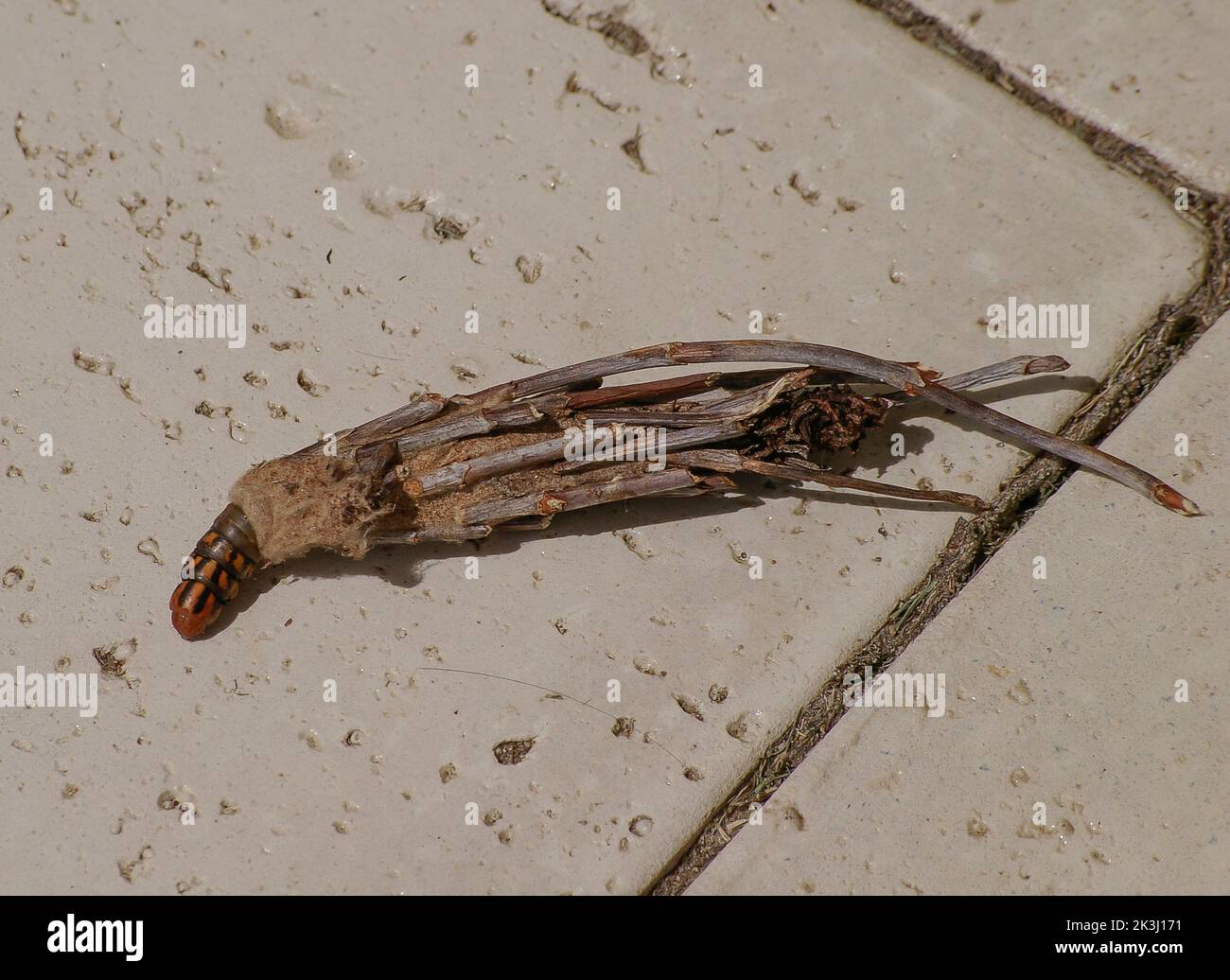 La chenille de la teigne australienne de Saunders, la métara elongatus ...