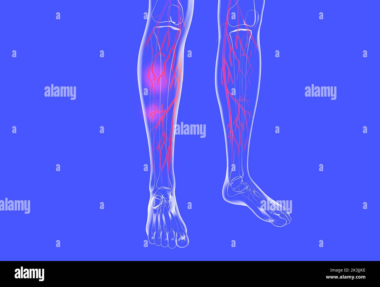 Illustration anatomique transparente 3D des jambes humaines. Montrant ...