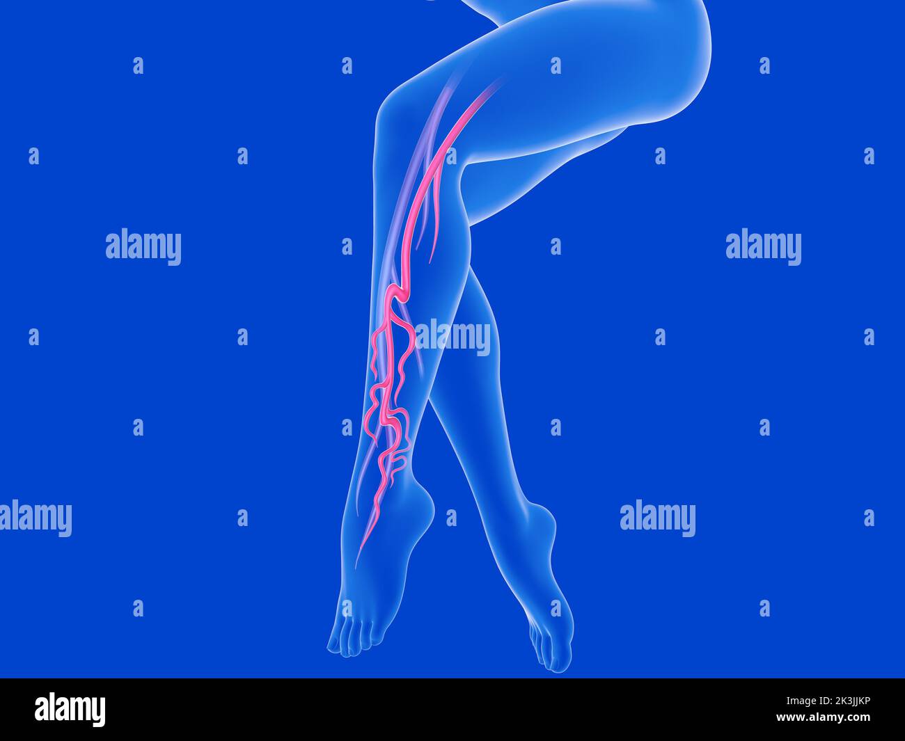 Illustration anatomique transparente 3D des jambes femelles. Montrant ...