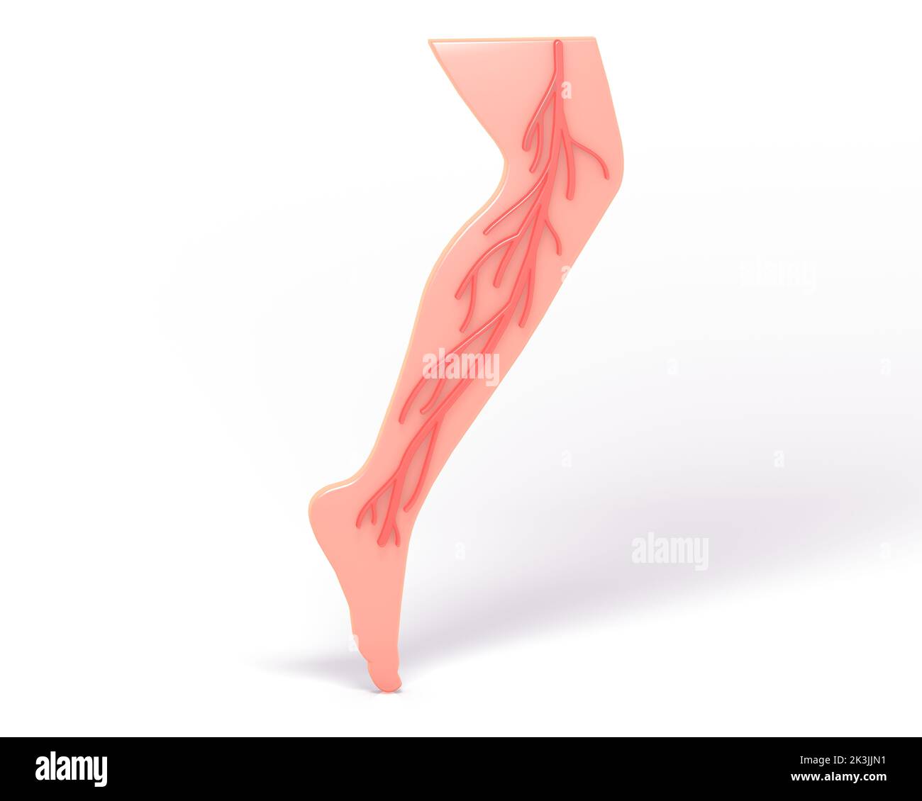 Anatomie superficielle du genou Banque d'images détourées - Alamy