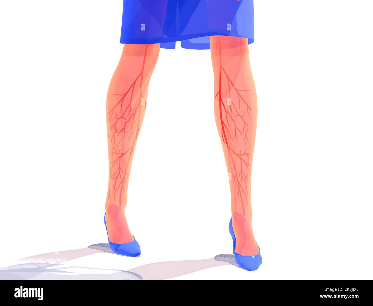 3d illustration des varices dans les jambes d'une femme qui travaille. Système anatomique des ...