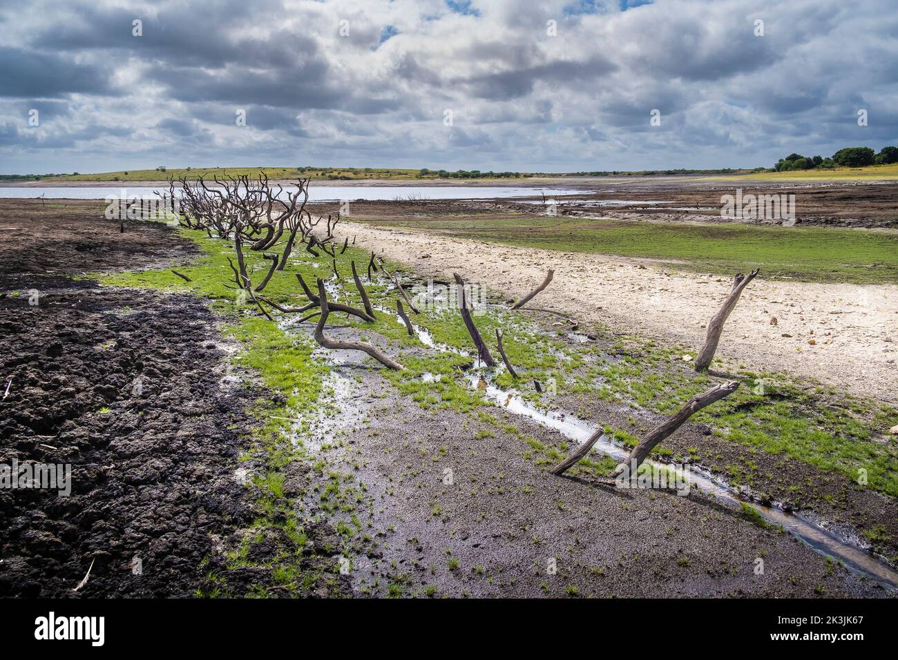 Les restes d'un ancien hedgerow mort exposés sur un rivage en recul ...