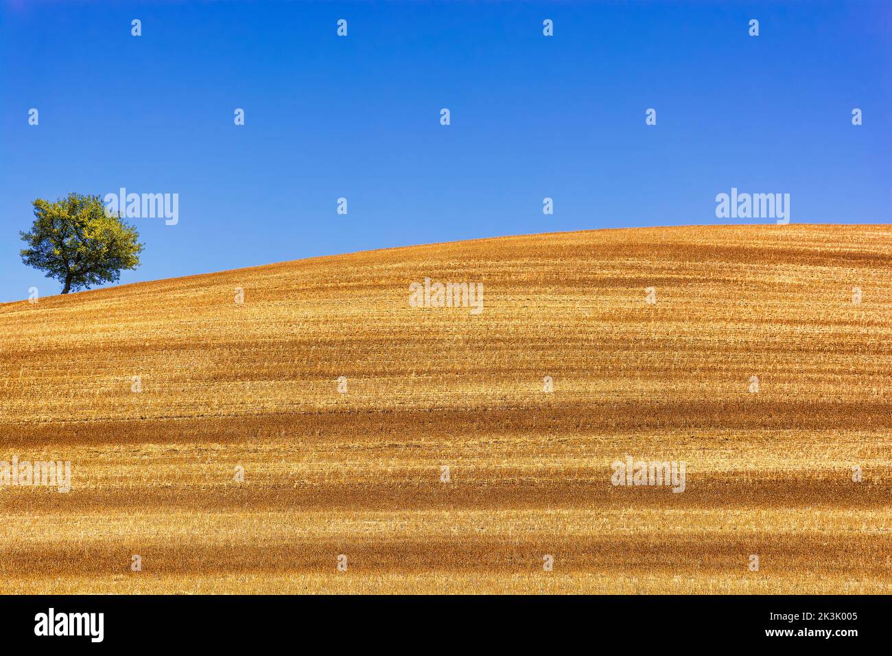 Vue panoramique sur le champ de blé récolté en Provence sud de la ...