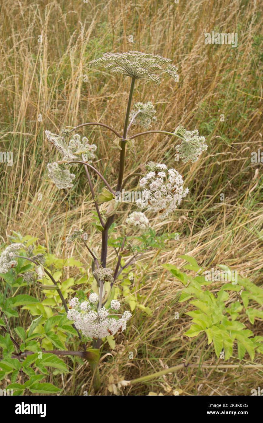 Angelica flowers Banque de photographies et d’images à haute résolution ...