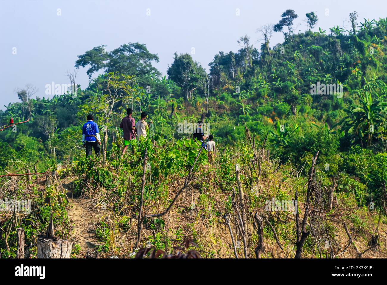 Déforestation problème environnemental, les forêts tropicales sont ...