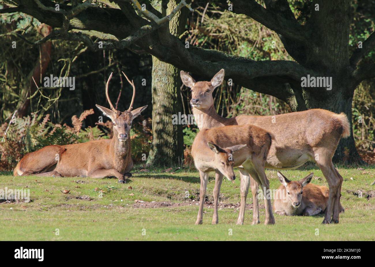 Accouplement de cerf rouge Banque de photographies et d’images à haute ...