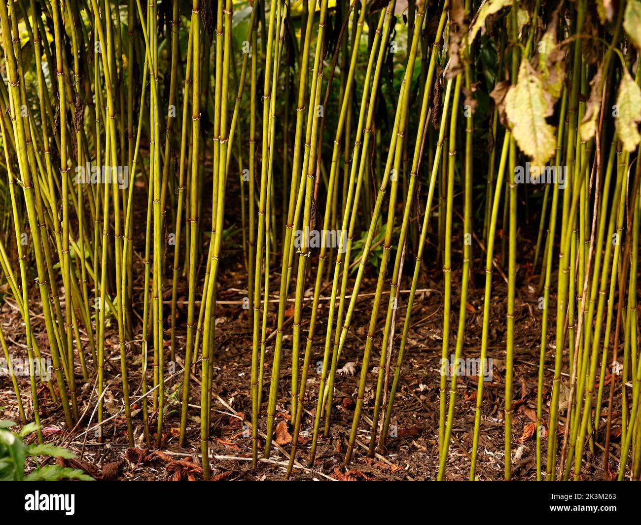 Gros plan des tiges de plantes vivaces de grand jardin à croissance ...