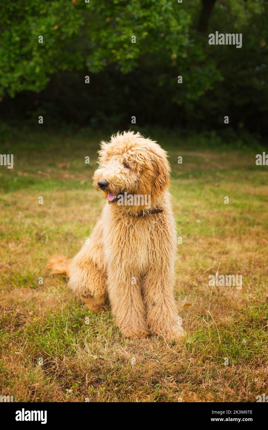 Chien goldendoodle Banque de photographies et d’images à haute ...
