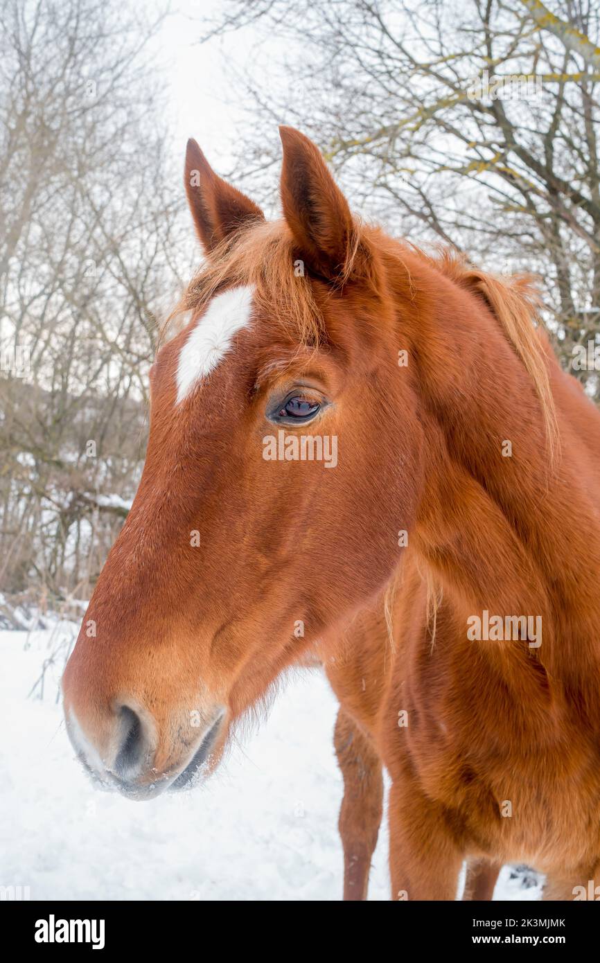 Cheval étalon et jument Banque de photographies et d’images à haute ...