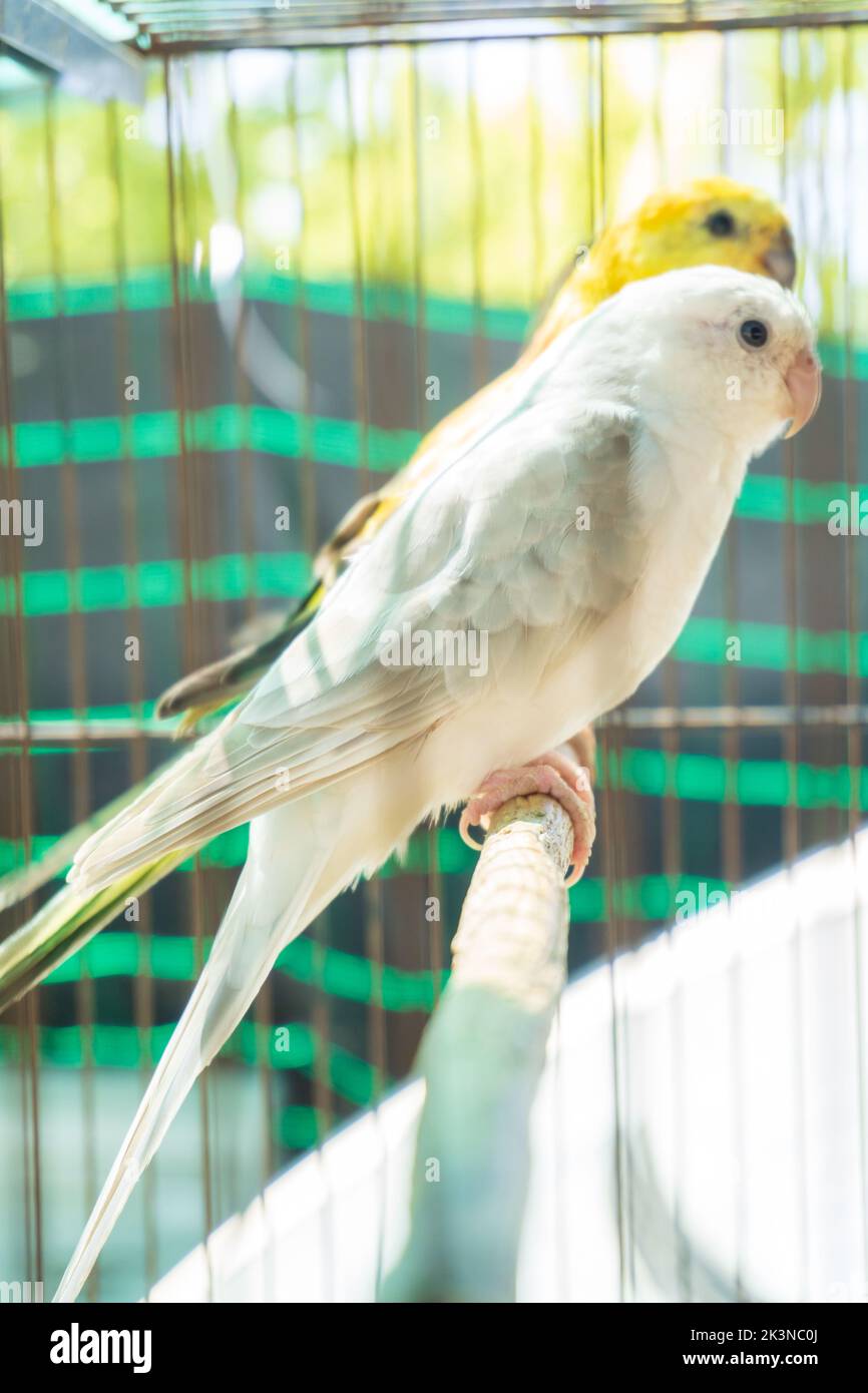 Perruche blanche Banque de photographies et d’images à haute résolution ...