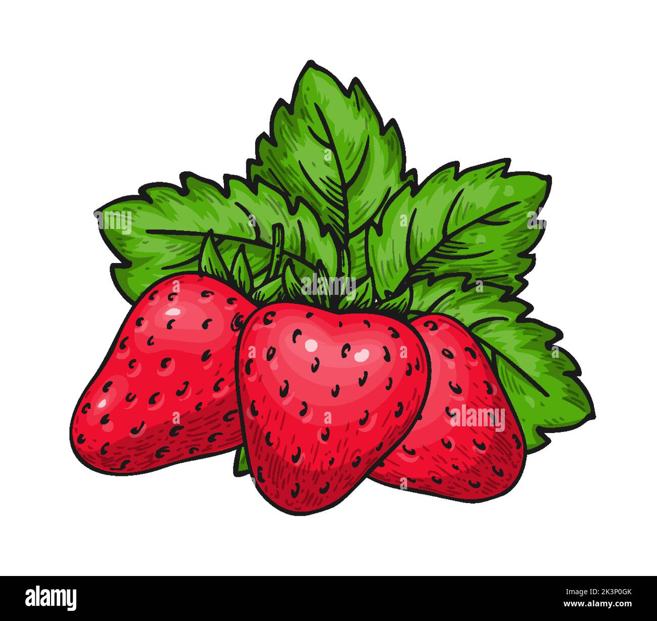 Bouquet de fraises de trois baies. Baie rouge de forêt sauvage mûre ...