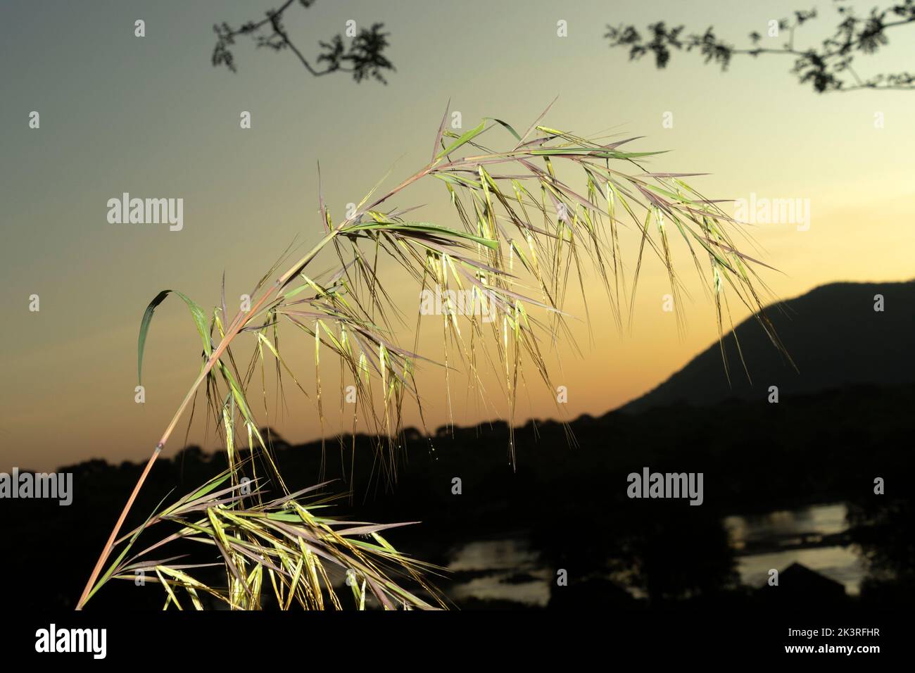 Terminal panicles Banque de photographies et d’images à haute ...